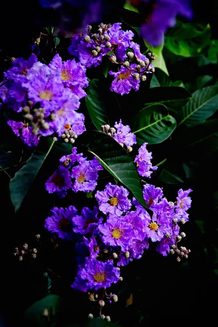 Beautiful arbor flowers ~ Lagerstroemia indica - iMedia