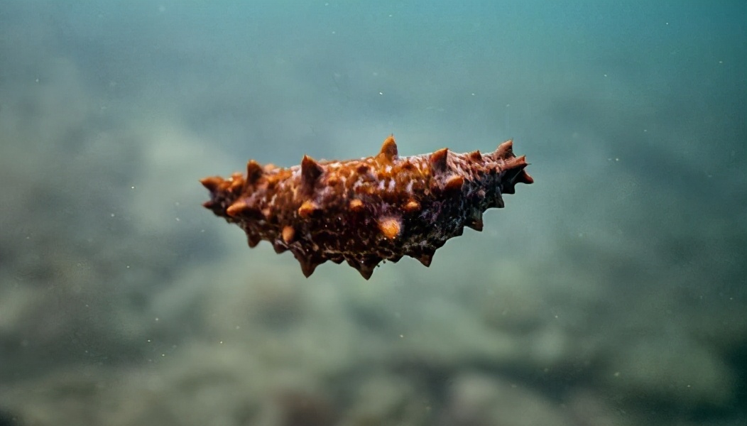 Exploring: What is the magic of the "living totem" that has existed for ...