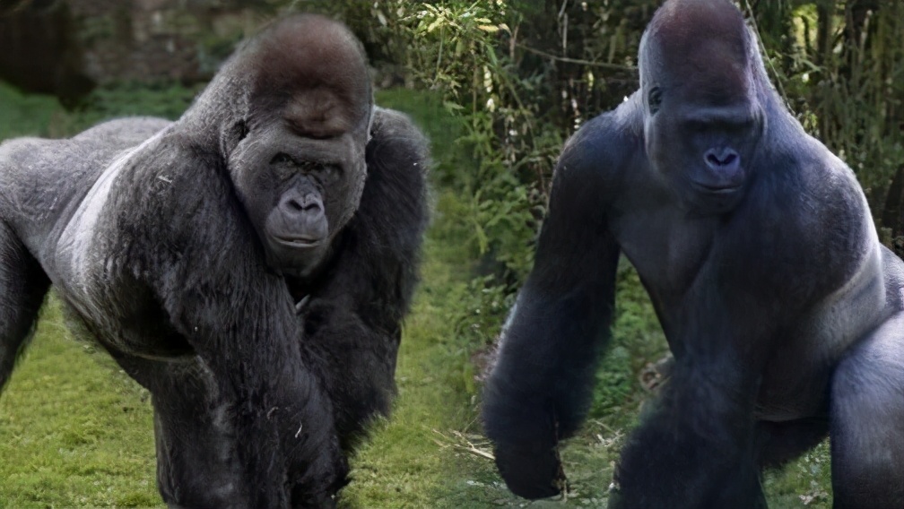 If a silverback gorilla of more than 400 catties fights with a Siberian ...