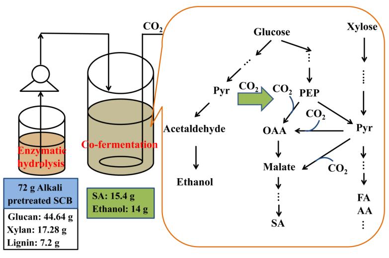 New fiber fermentation technology turns greenhouse gases into raw ...