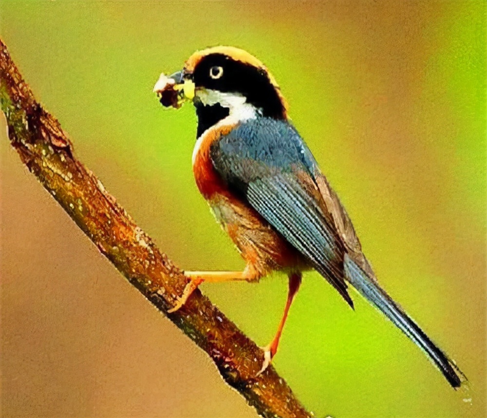 The most evil animal in the world-zombie bird - iNEWS