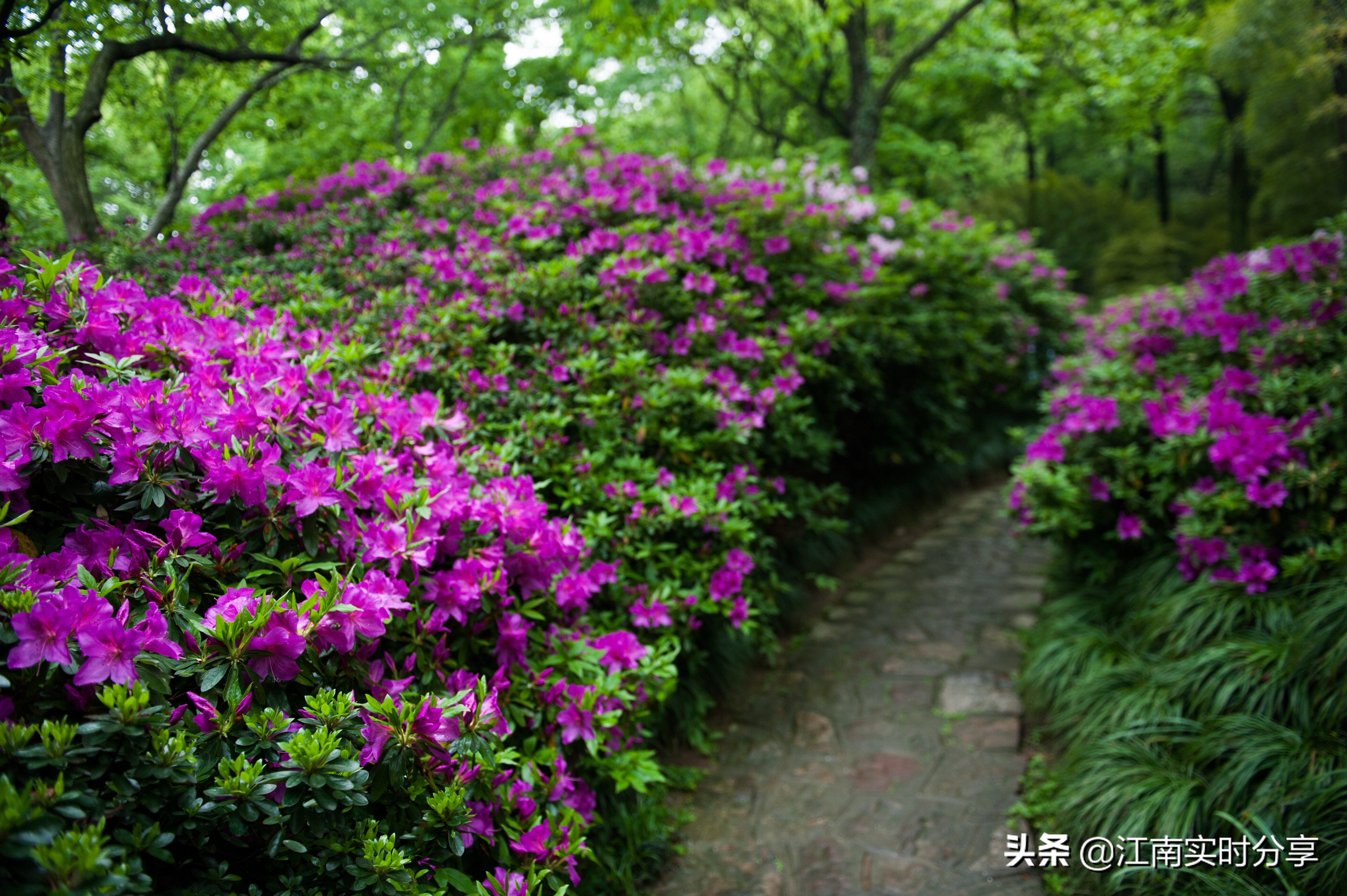Known as "Flowers in the West", one of China's top ten famous flowers ...