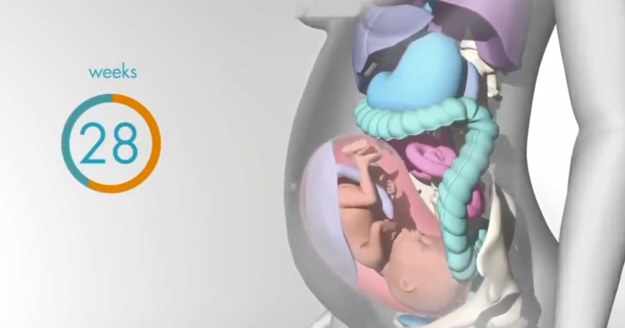 In October, where did the fetus squeeze the mother's internal organs ...