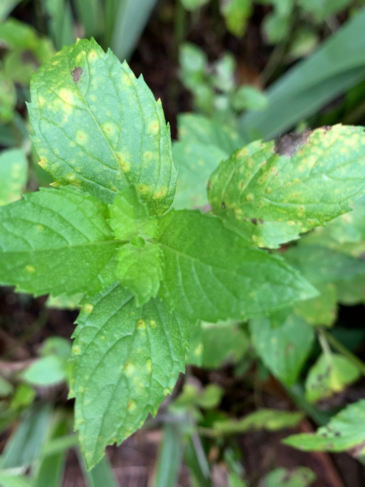 The potted mint leaves rot away inexplicably, the stems are black, and ...