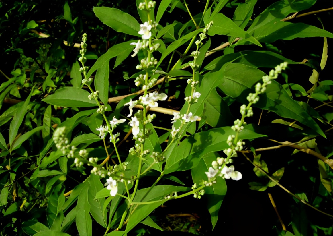 When the Dragon Boat Festival arrives, 3 kinds of plants make homemade ...
