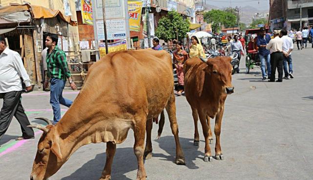 What happens if you eat beef in India, or eat beef in front of Indians ...