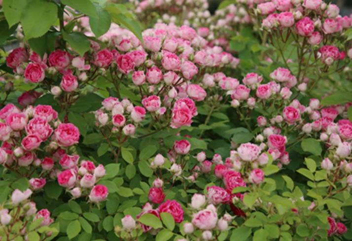 "Chinese rose rouge buckle" has many advantages and strong flowering ...