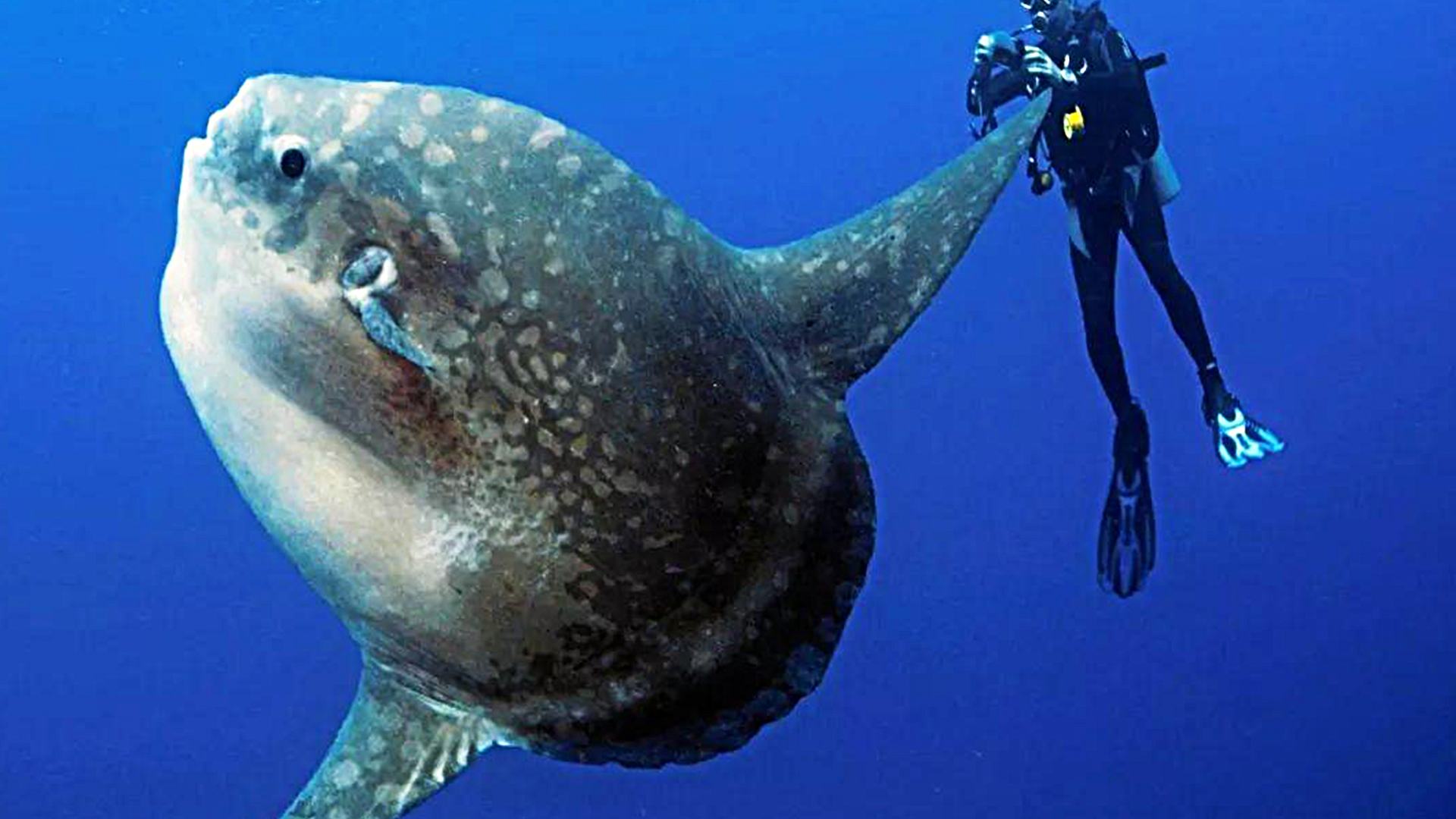 The sunfish, whose body is indifferent even after being eaten, relies ...