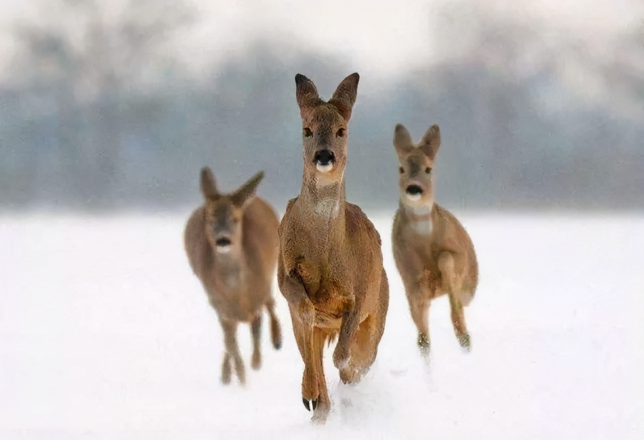 How stupid is a silly roe deer? Why are such silly animals not extinct ...