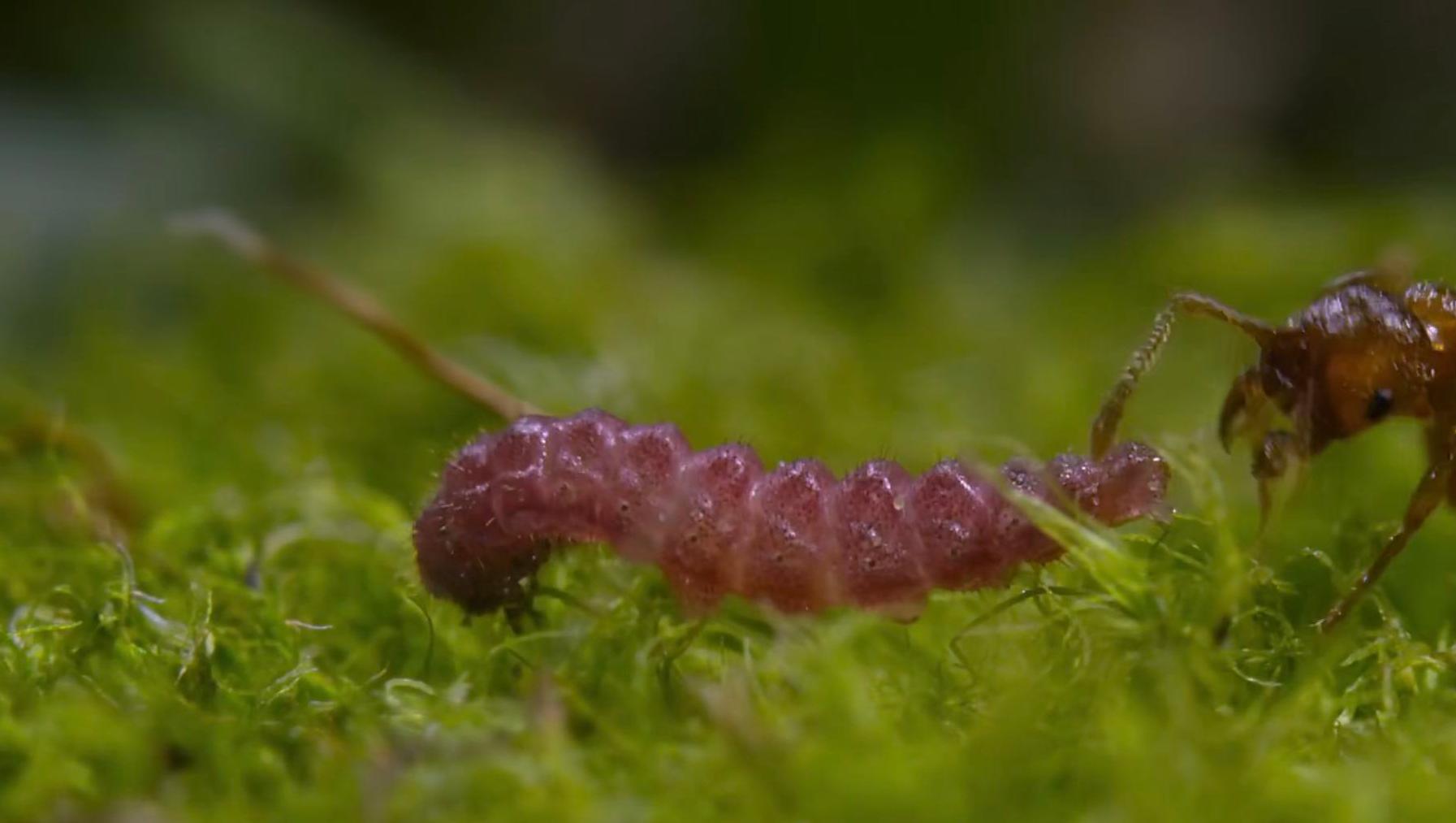 The blue butterfly larvae disguised as queens to enslave the ants, but ...