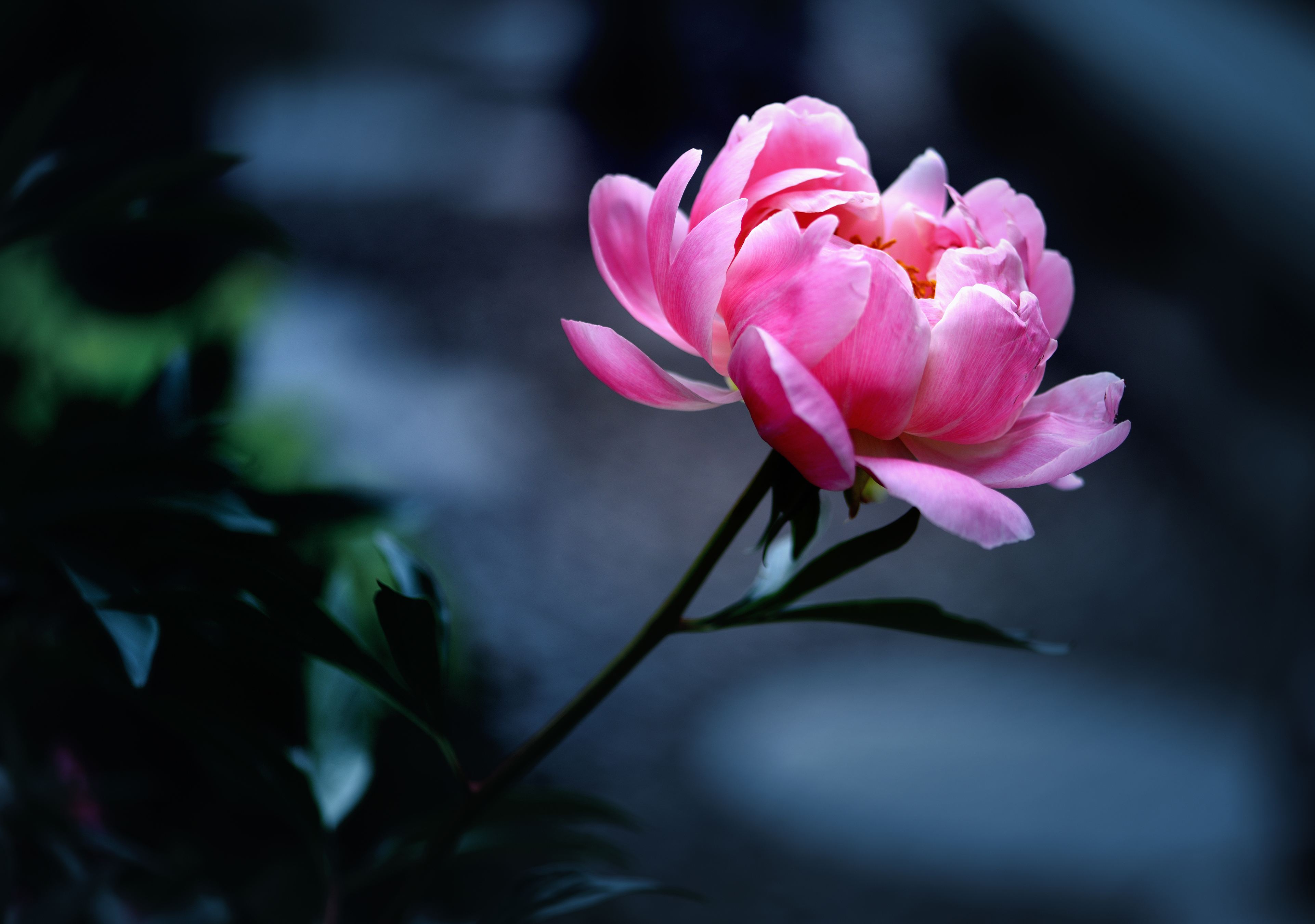 Flower photography//Peony flowers - iMedia
