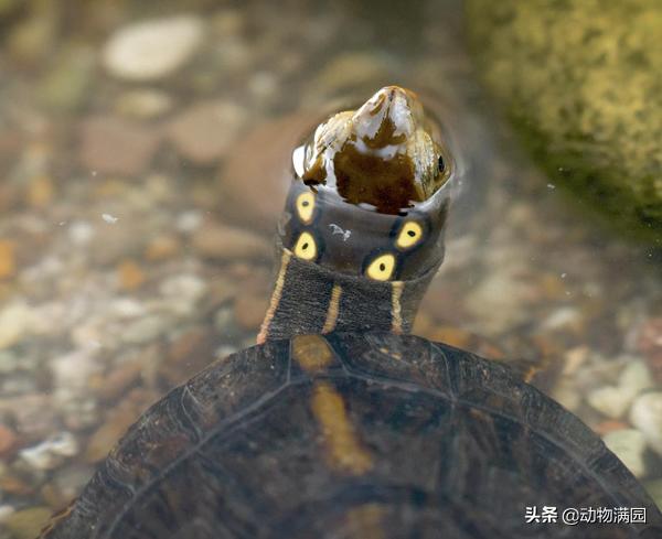 Species Encyclopedia: Four-eyed Turtle - iNEWS