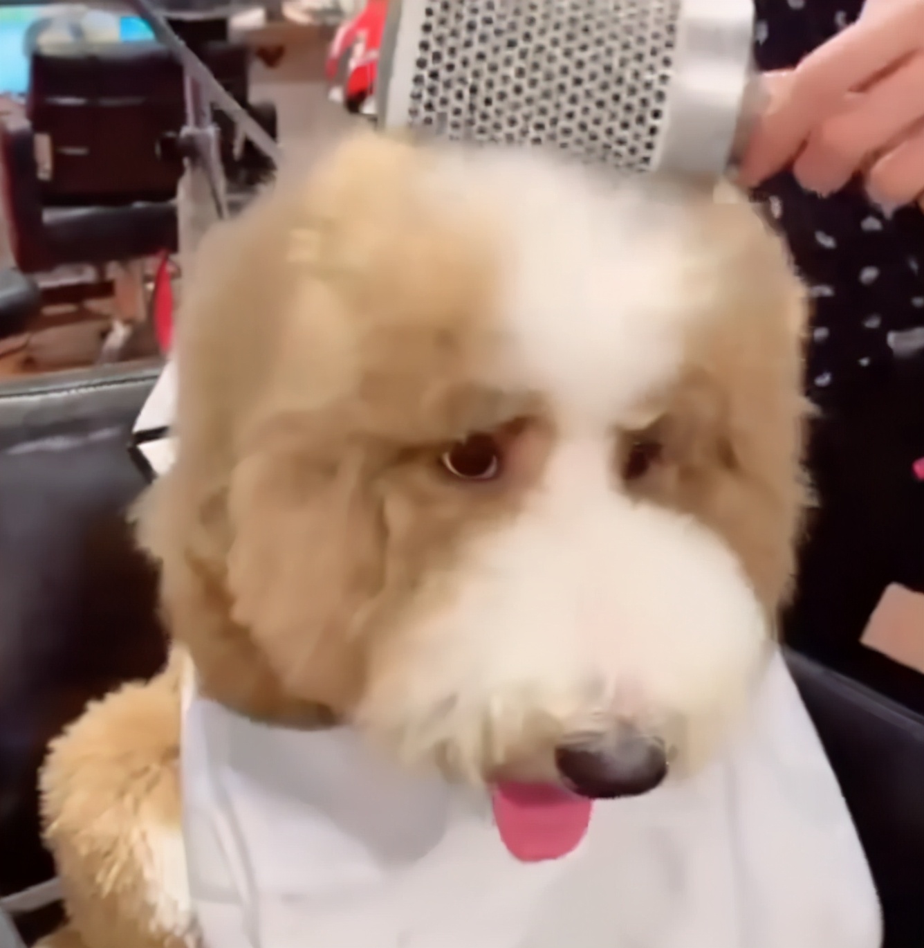 Show Luo applies facial masks to pet dogs and suns all the expensive ...