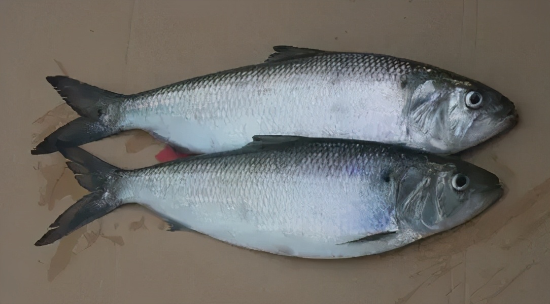 The ten most expensive freshwater fish in the country, comparable to ...