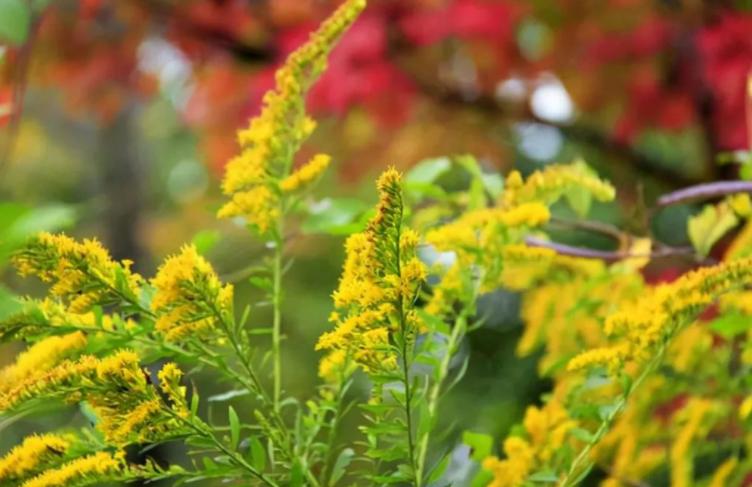 What is Solidago canadensis and why is it necessary to issue a "kill ...