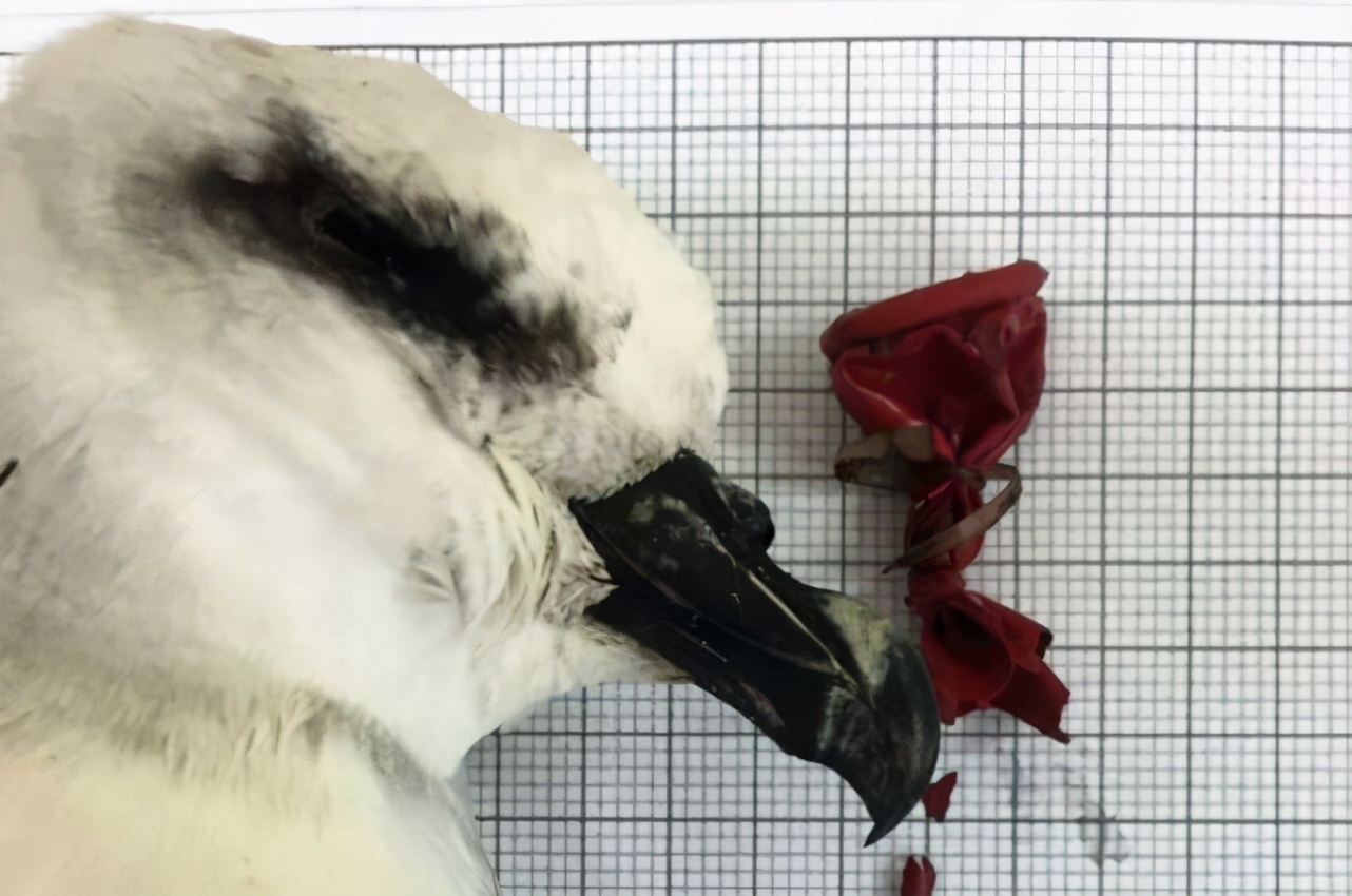 Plastic is one of the greatest inventions, but also the most evil - iMedia