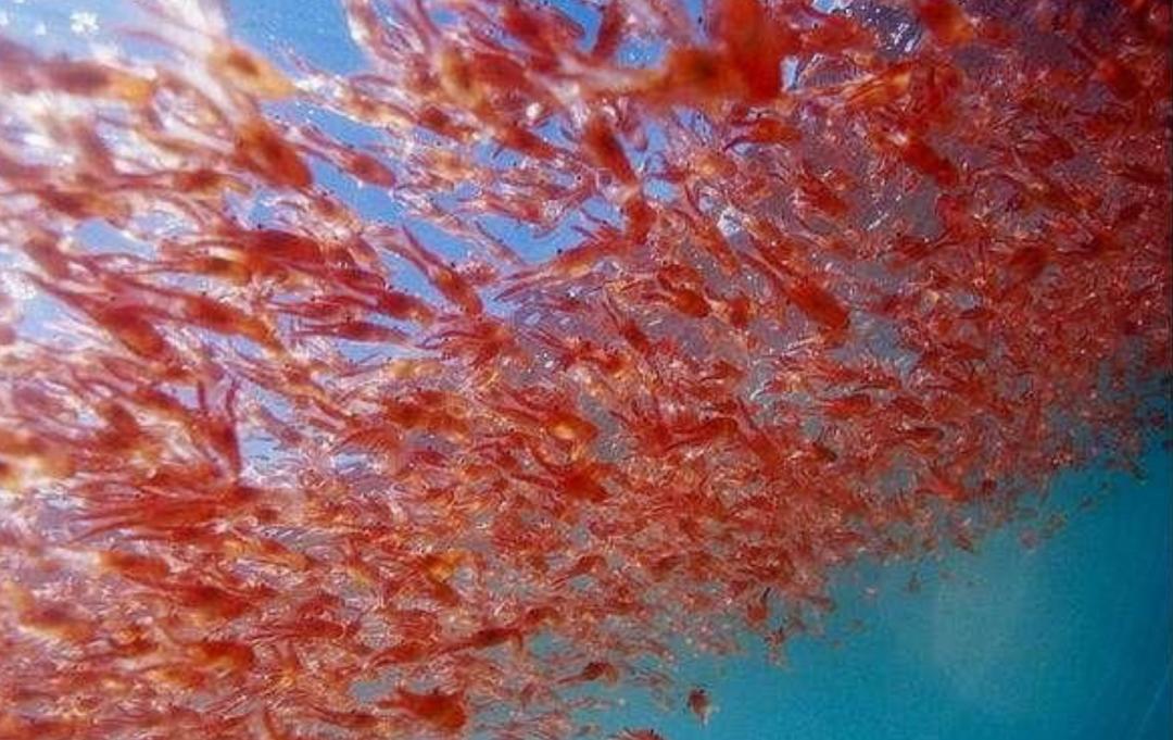 650 million tons, if human overfishing of krill, what impact will it ...