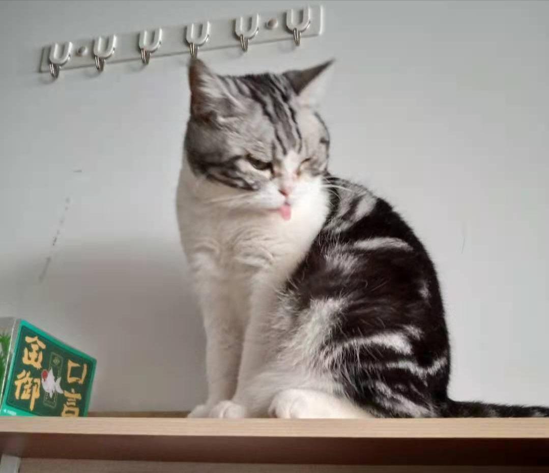 What makes a beautiful kitten suffer from anal fissure so embarrassing ...