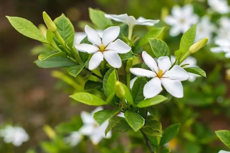 The 3 zodiac signs of the Peach Blossom Luck in 2022, the Red Luan star ...