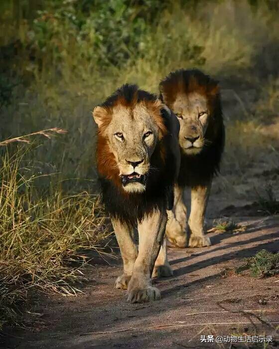 Matt baby-faced lion; his brother died of injury and was unable to ...