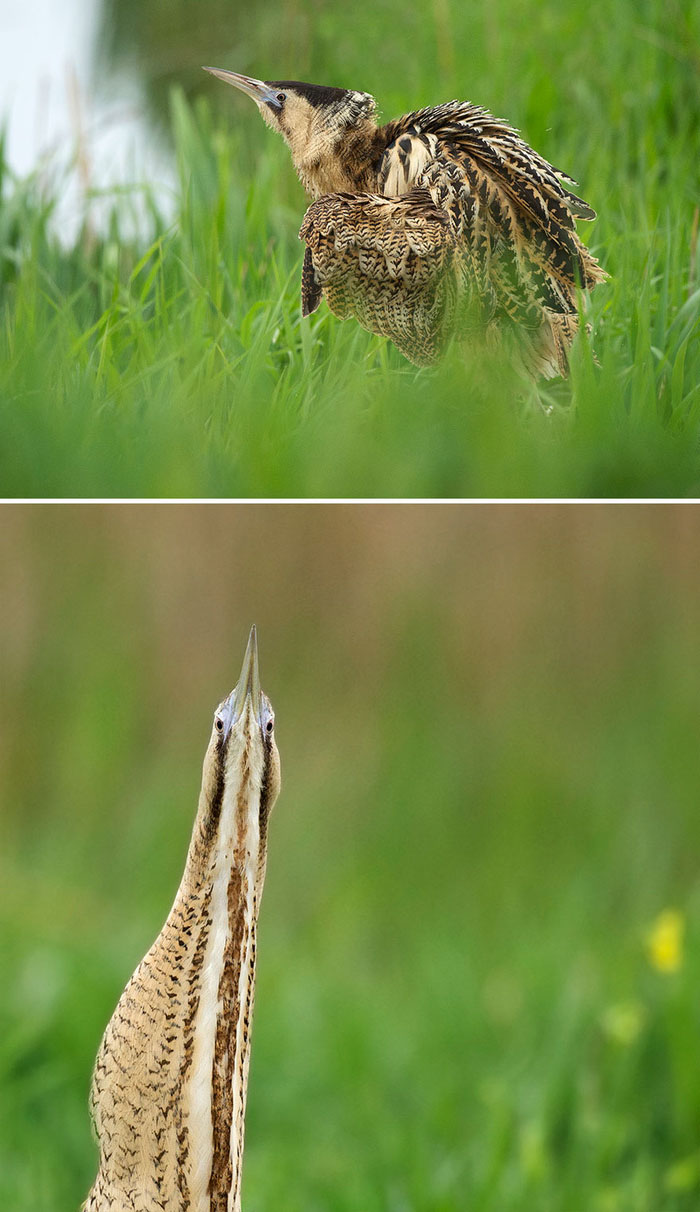 The photographer posted a bird "front VS side view" and netizens ...