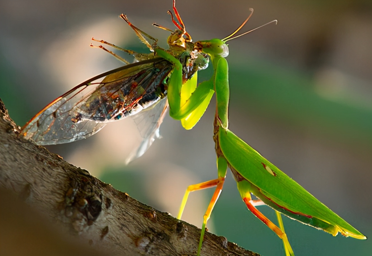 Why does the female praying mantis turn around to eat the male praying ...