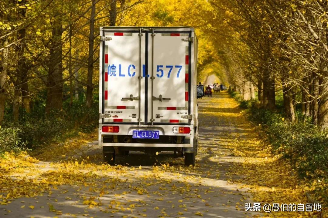 China's most beautiful village "Ginkgo Time Tunnel", one in Xuzhou, one ...