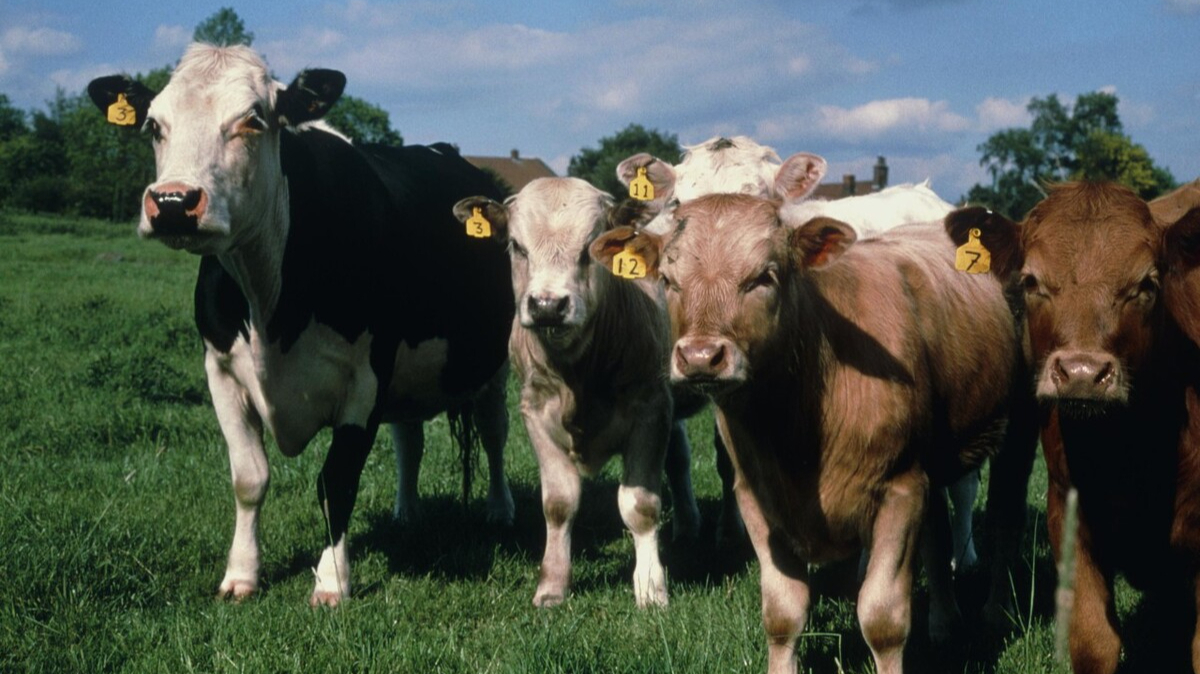 Brazil's mad cow disease is raging and once exported 100,000 tons to ...