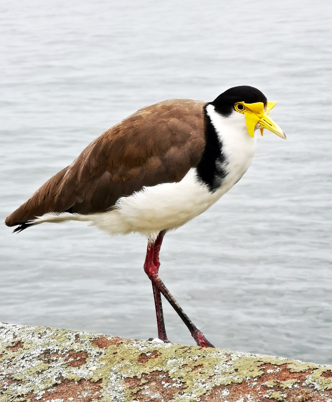 Australian durian bird with super distinctive looks - iNEWS