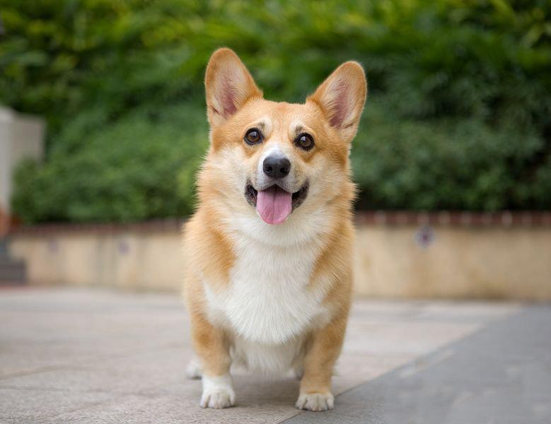 5 characteristics that a good-tempered dog will have, how many do your ...