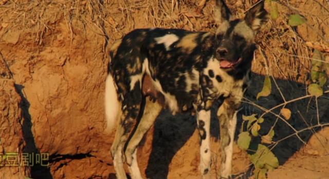 The most controversial animal in the world, the calico wolf - iNEWS