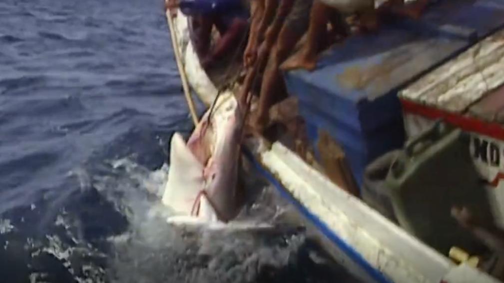 The Indonesian shark catchers have inherited from generations to ...