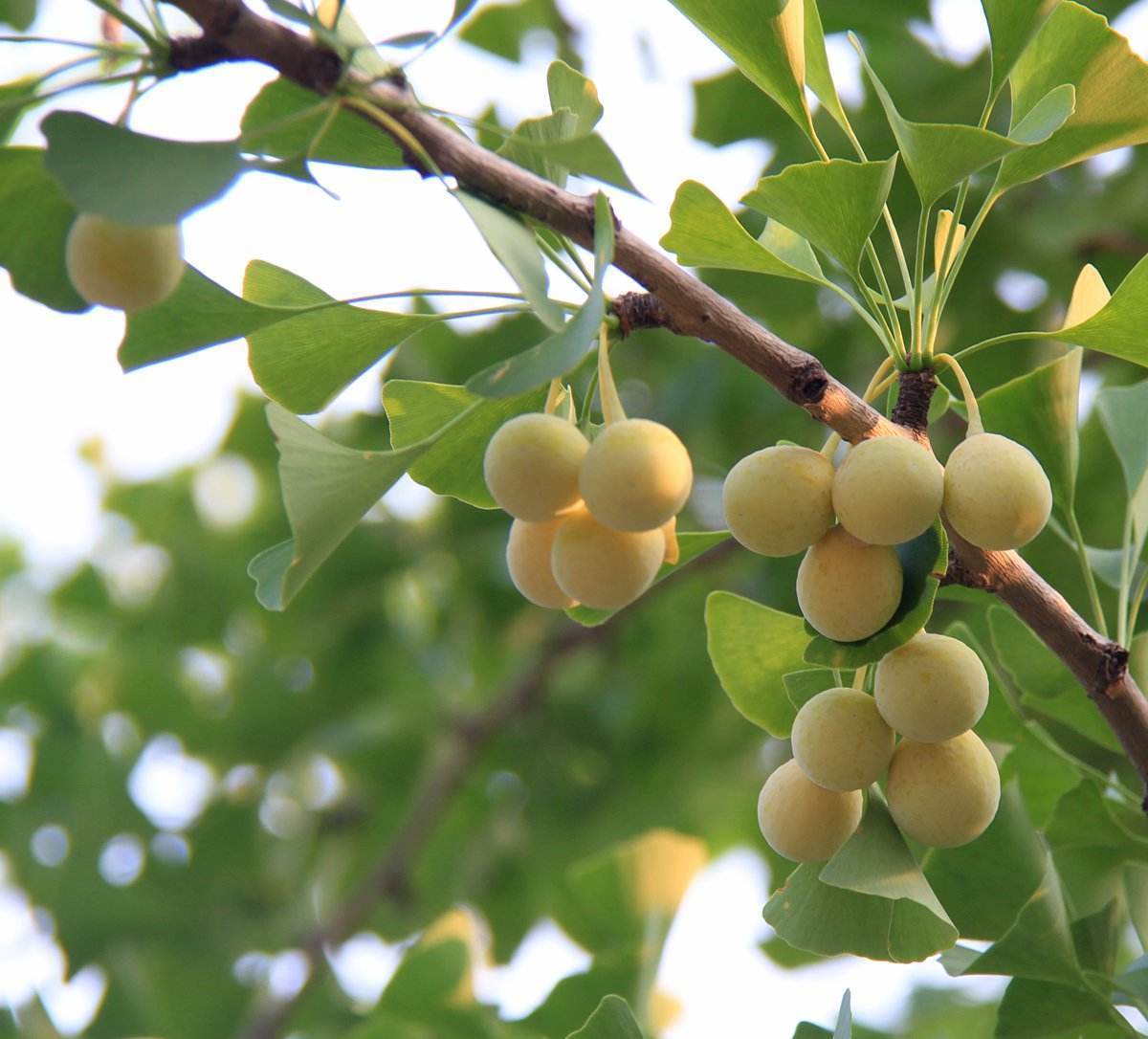 4 kinds of "tree seeds" on the roadside, buried in flower pots, and ...
