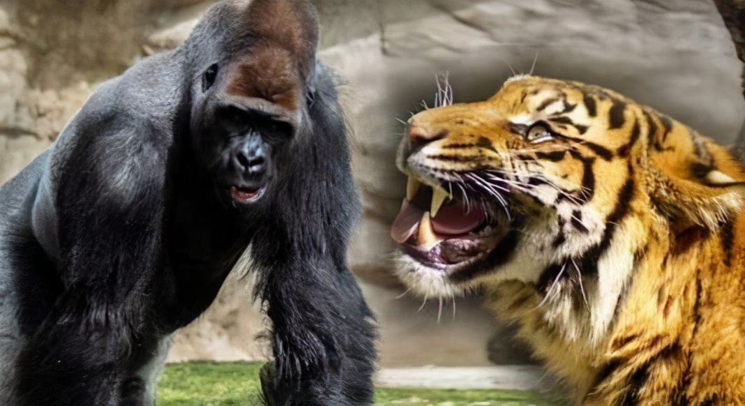 If a silverback gorilla of more than 400 catties fights with a Siberian ...