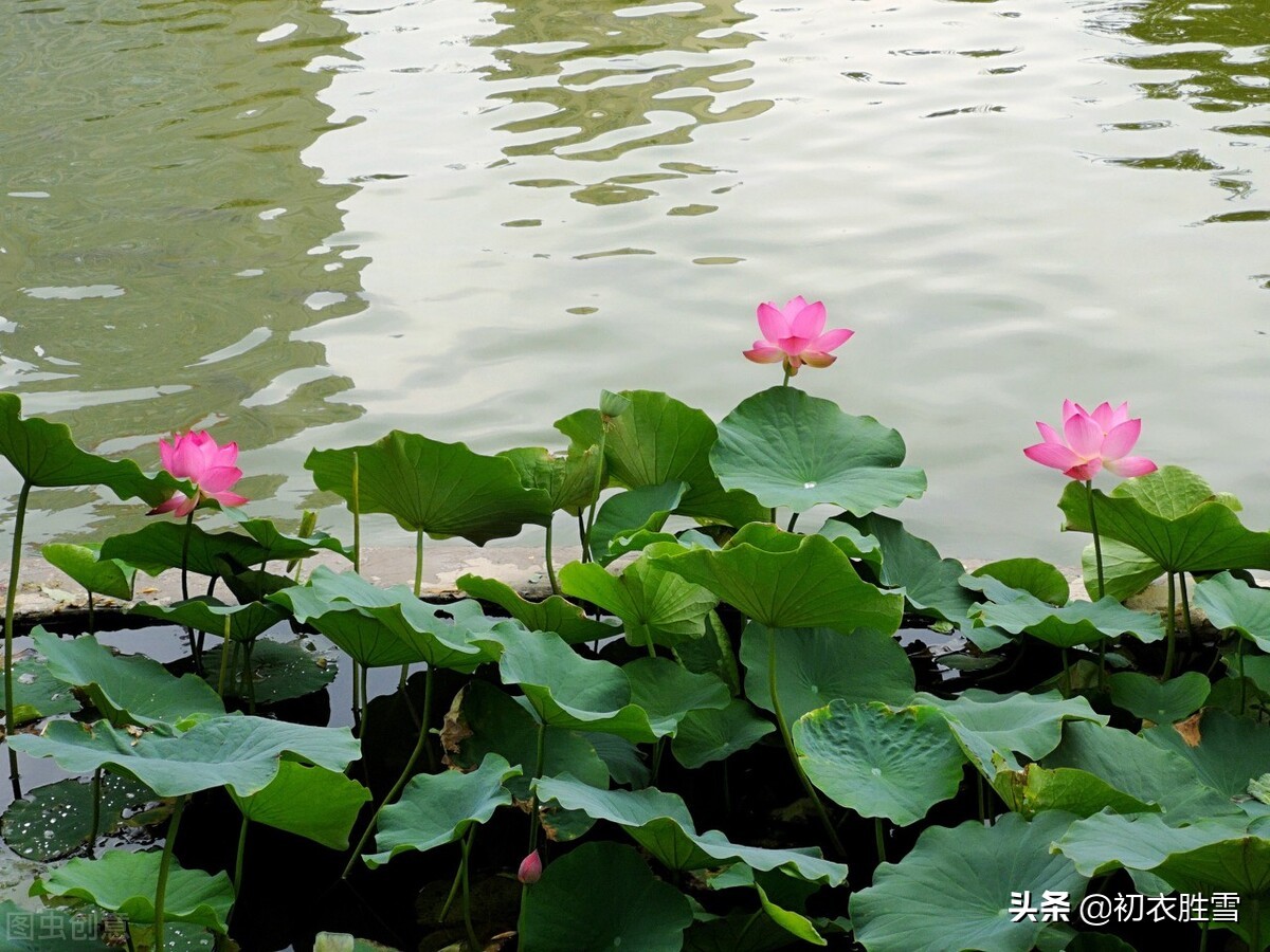 In the beginning of autumn, the cool breeze is coming, six cool breeze ...