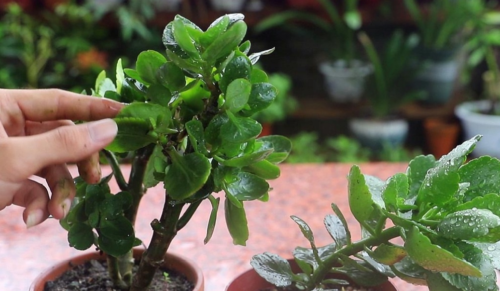 The longevity flower has been dormant, do 4 "don'ts", spend the summer ...