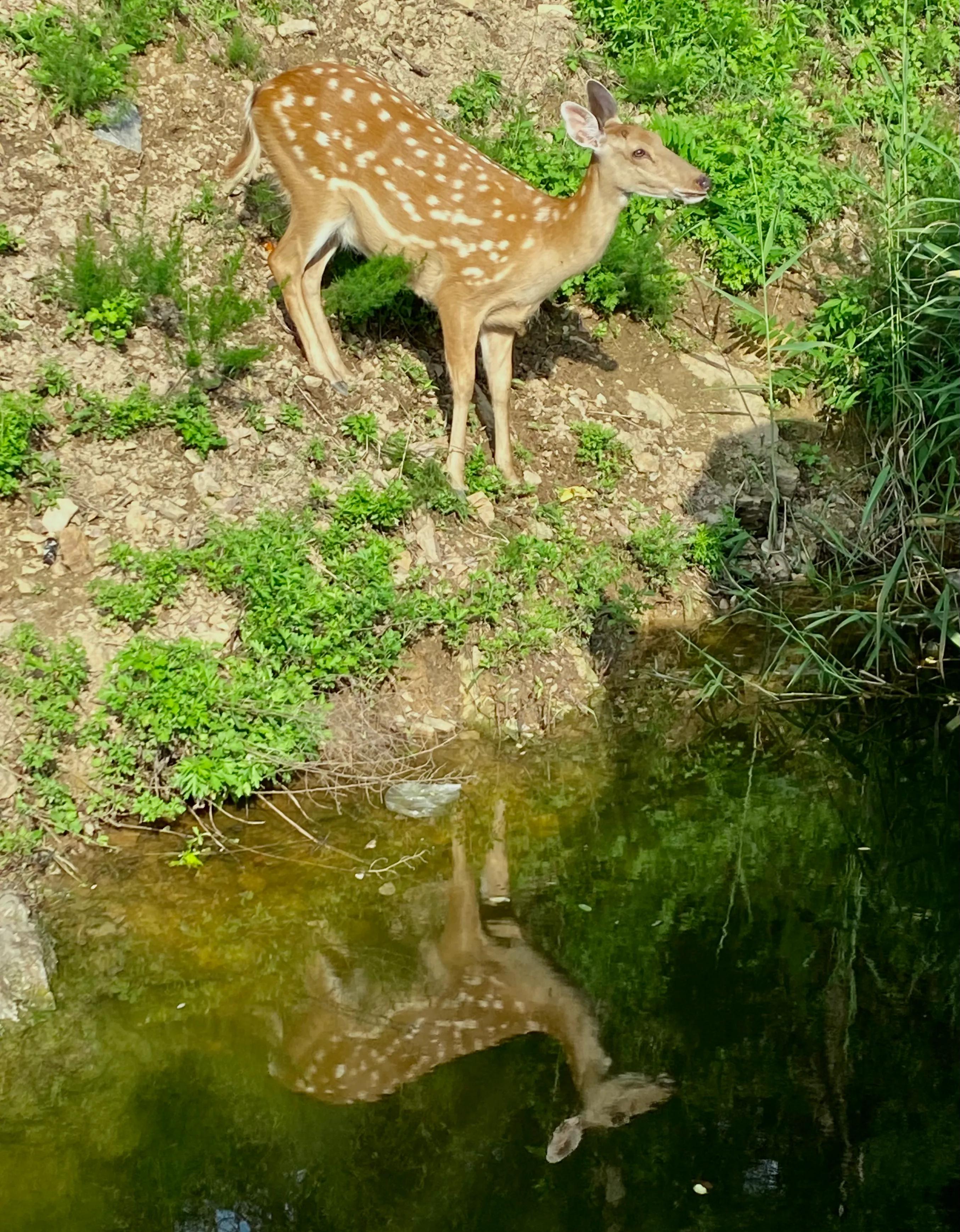 Damei Lotus Mountain - iNEWS