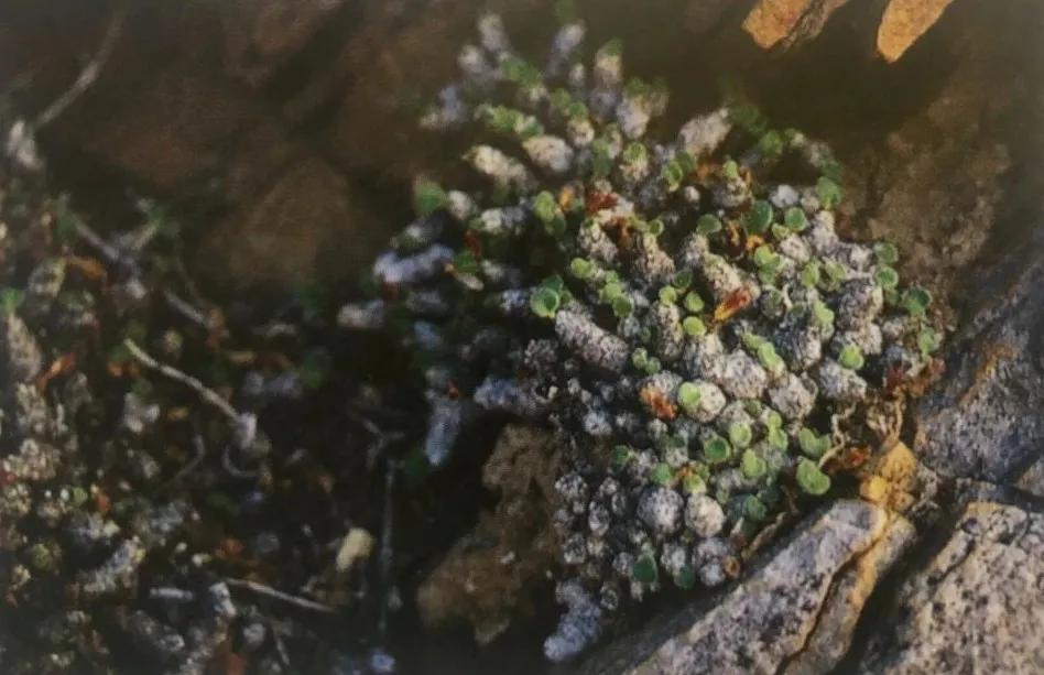 奇峰錦屬 Tylecodon longipes 長莖奇峰錦 - 資訊咖