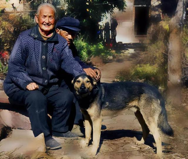 Dogs are born to be careful animals, on the surface they are careless ...