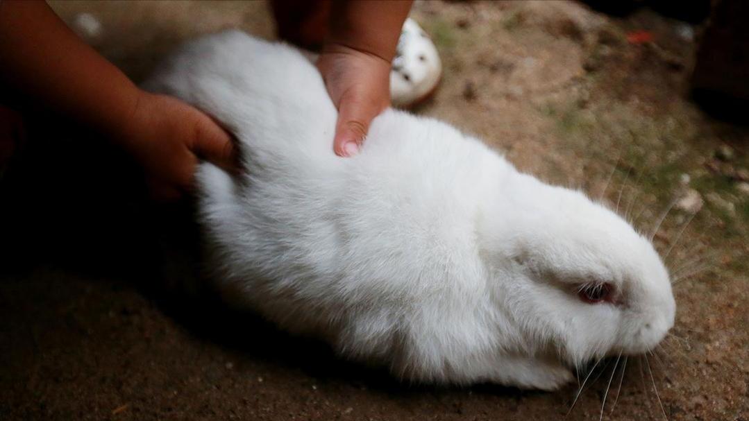 How terrible is Japanese nuclear radiation?Earless rabbit nine-legged ...