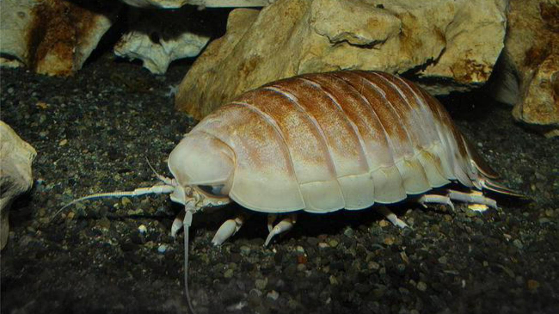 The most tolerable deep-sea giant lice, without defecation for two ...