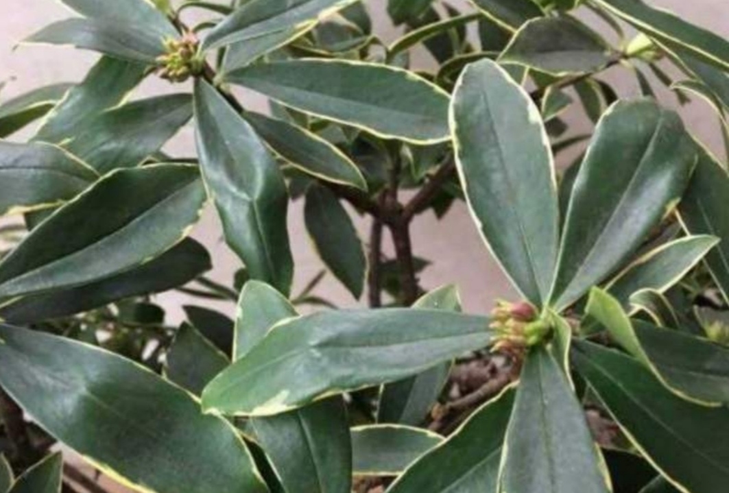 Ruixiang begins to grow flower buds, so it can be maintained in 4 ...