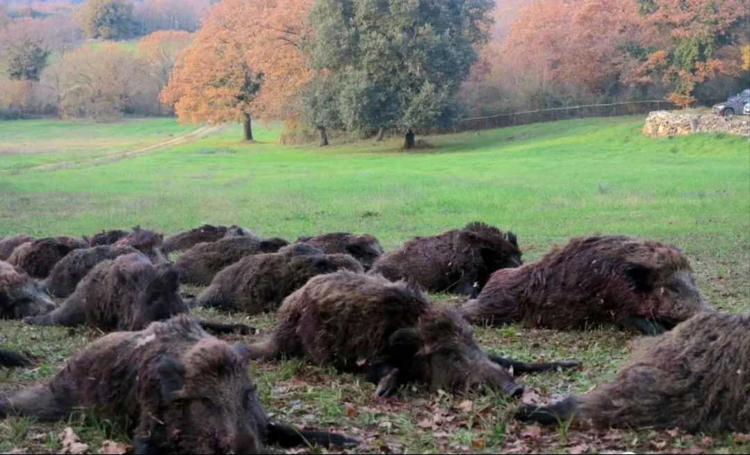 5 things you must know about wild boar hunting - iNEWS