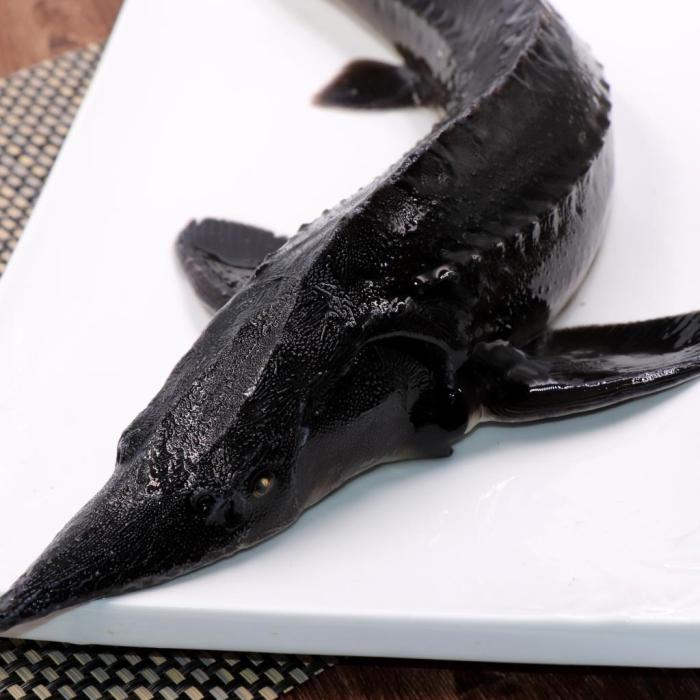 The ten most expensive freshwater fish in the country, comparable to ...