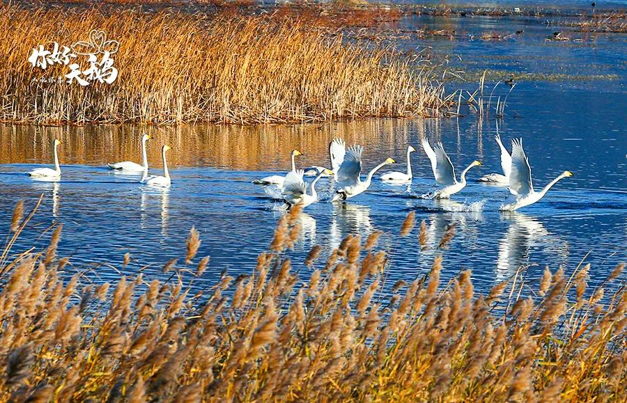 [Ecological Huairou] "Group pet" swan inhabits Huairou, where the ...