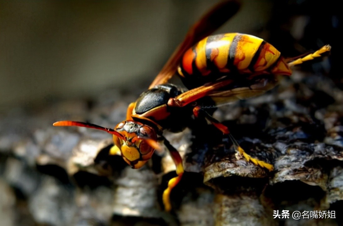 Chasing people thousands of meters away is harmful to humans and ...