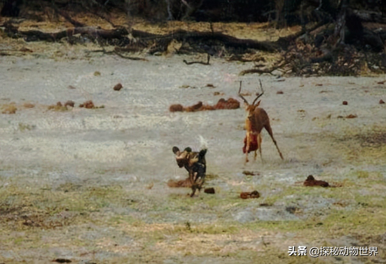 The antelope successfully scared away the wild dog that took its anus ...
