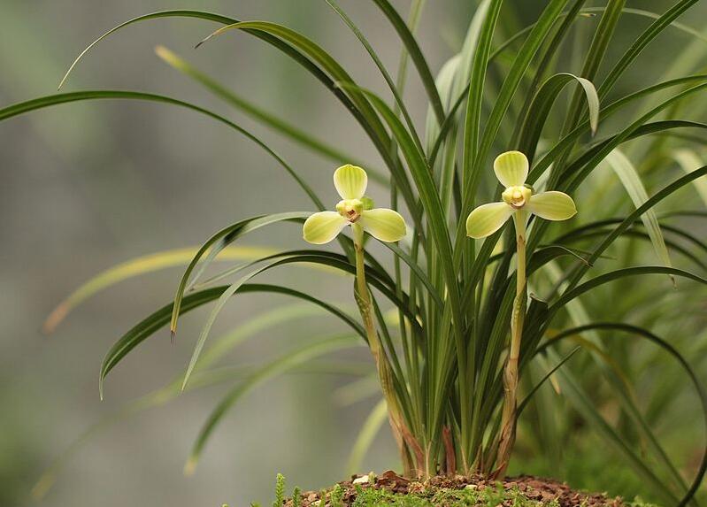 5 kinds of "noble flowers", the rich and noble people love to raise ...
