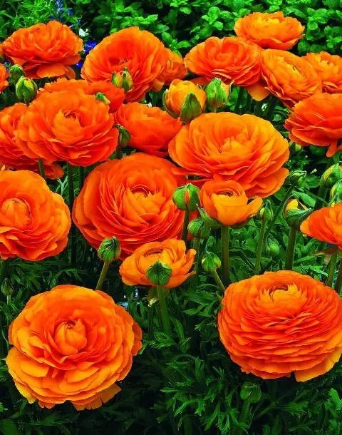 2 yuan of "rotten grass roots", planted a bunch of "flower peonies ...