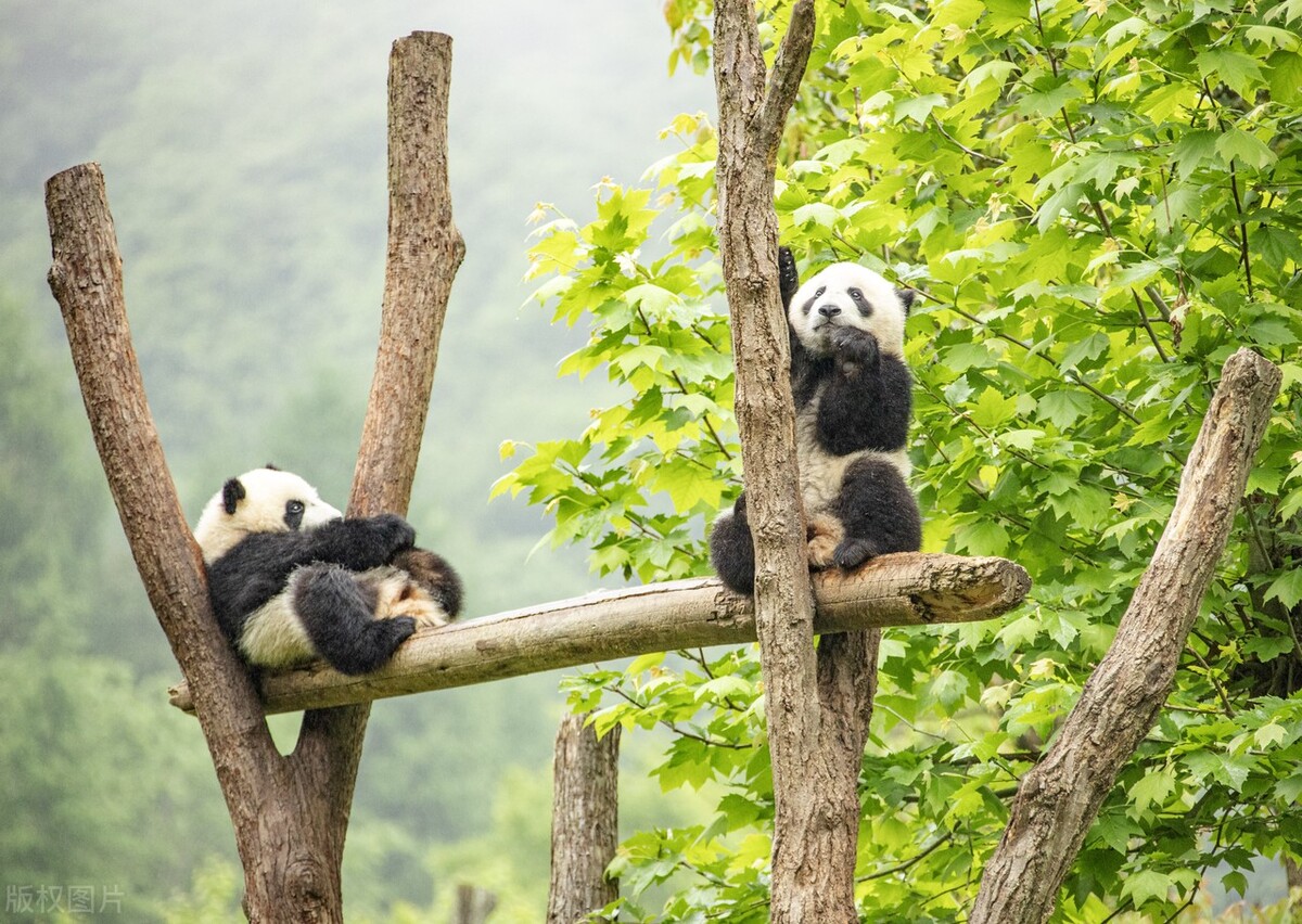 The giant panda is downgraded, can the status of "national treasure" be ...